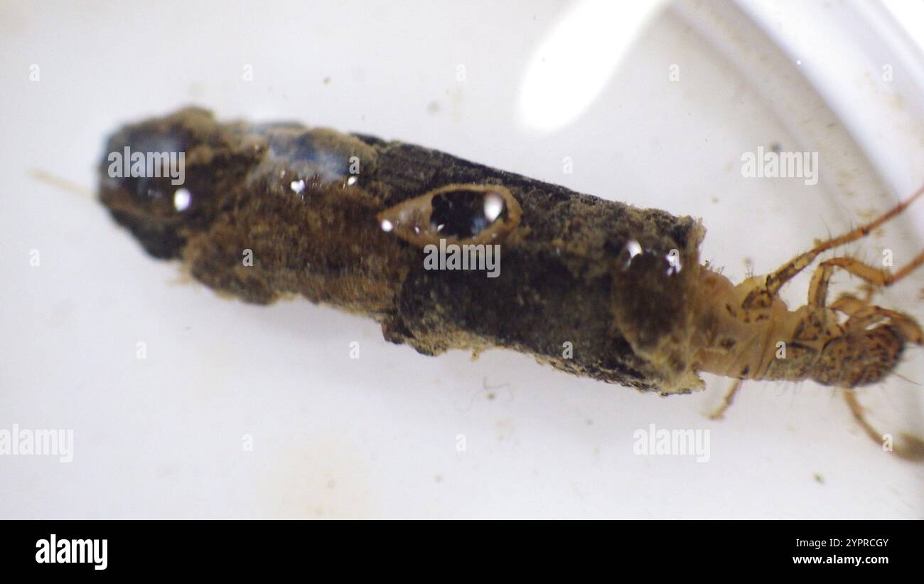 Northern Caddisflies (Limnephilidae Stock Photo - Alamy