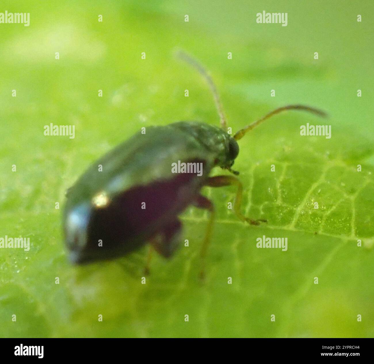 Spurge Flea Beetles (Aphthona Stock Photo - Alamy