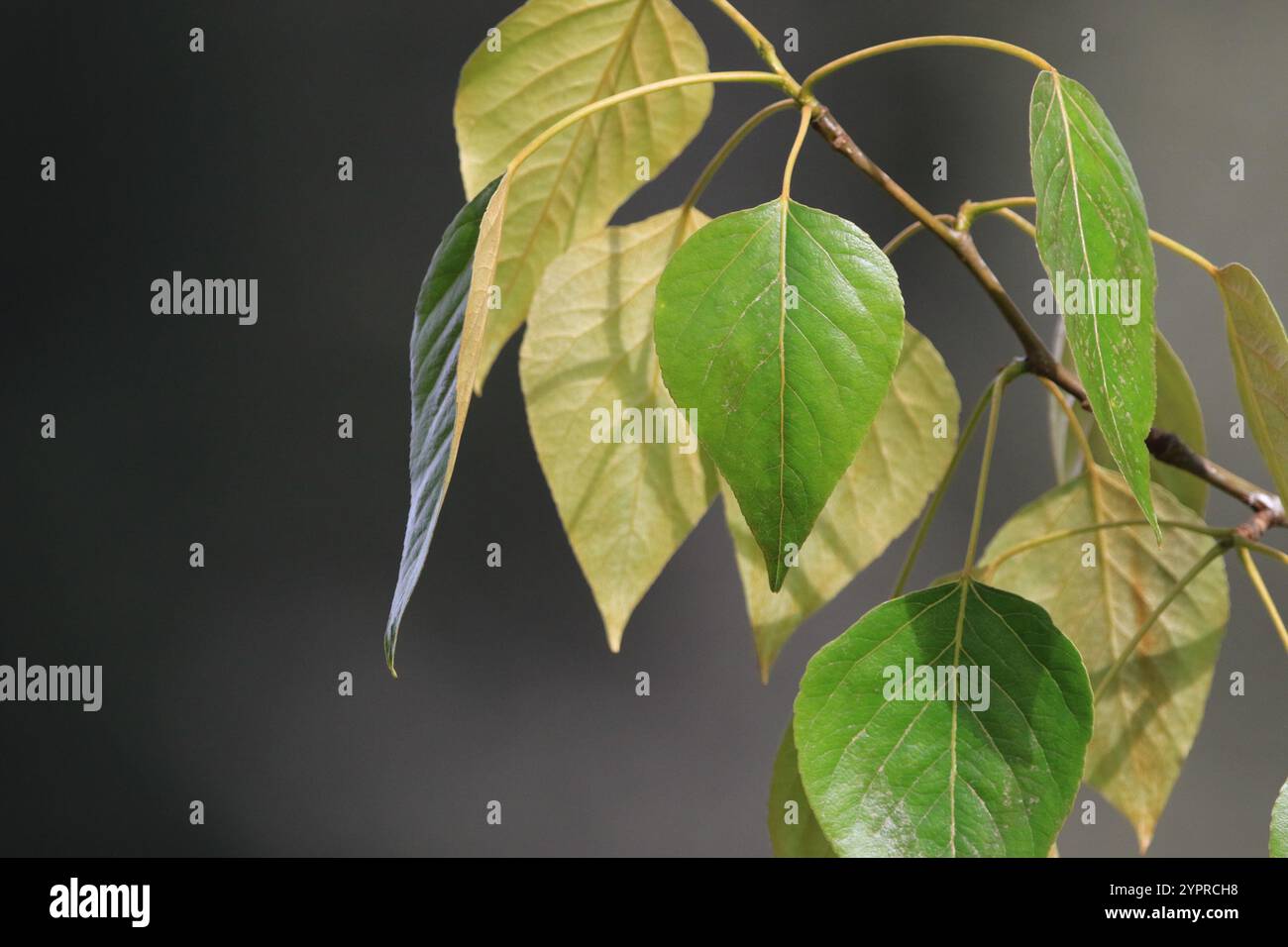 black cottonwood (Populus trichocarpa Stock Photo - Alamy