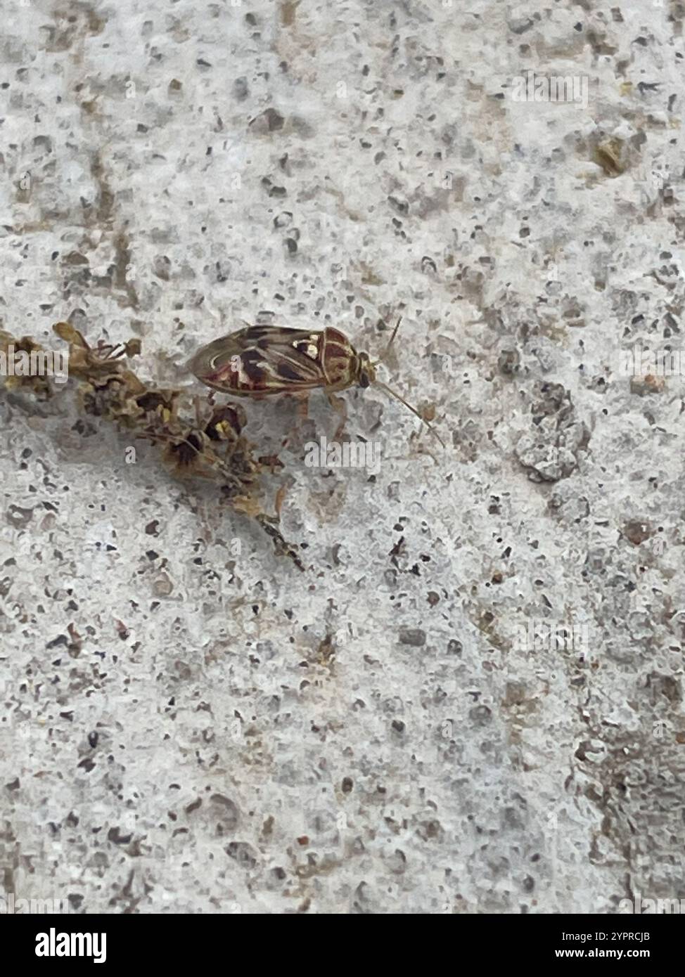 Oak Catkin Mirid (Tropidosteptes quercicola Stock Photo - Alamy