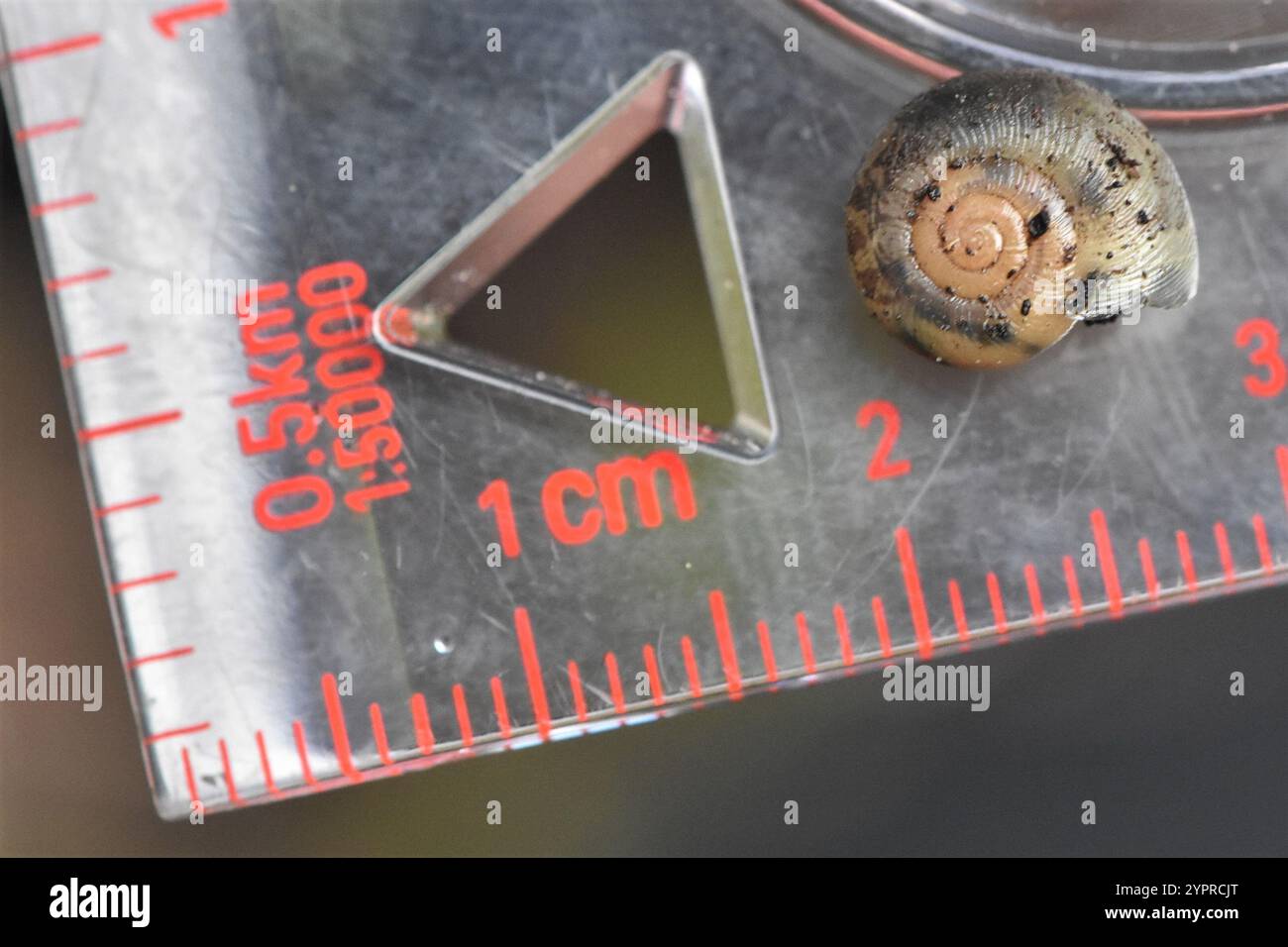 Beaded Lancetooth Snail (Ancotrema sportella Stock Photo - Alamy