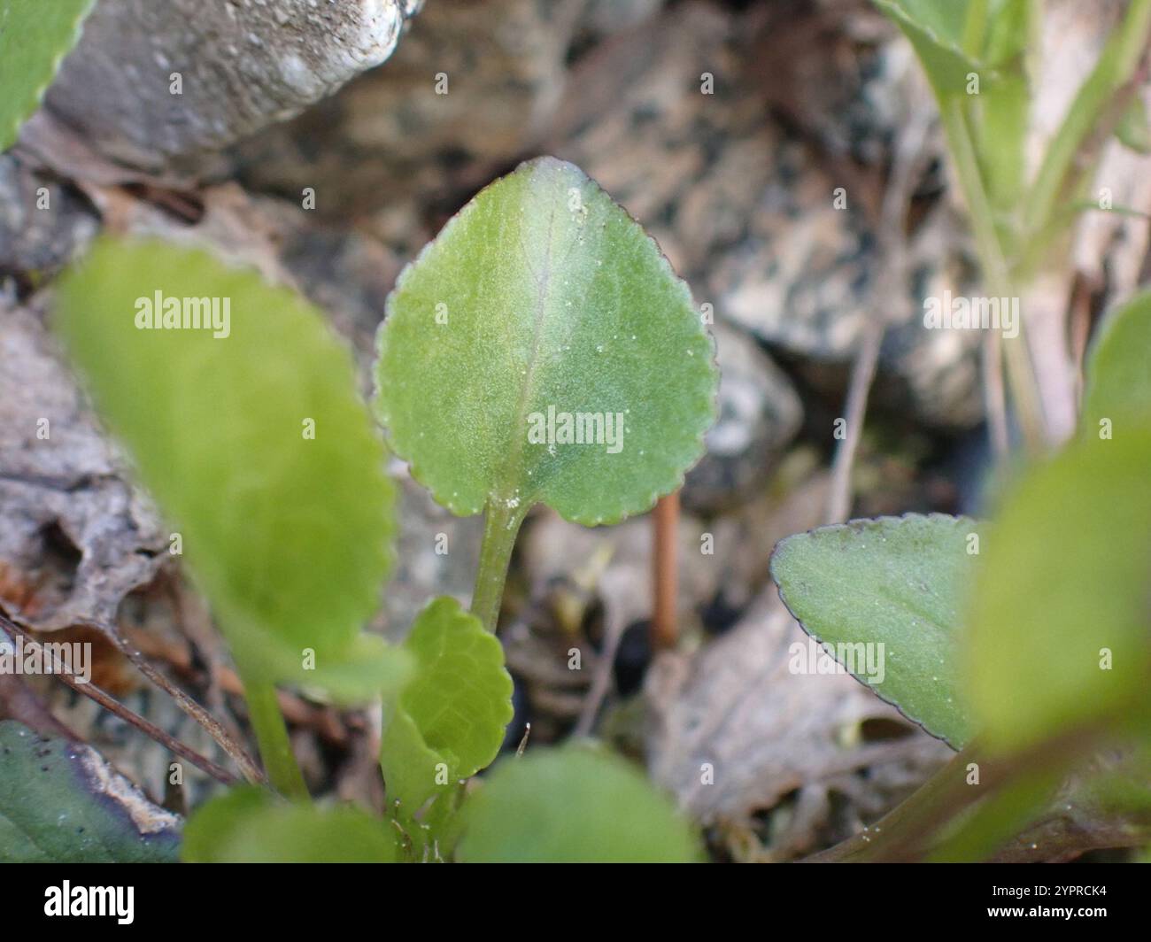 hookedspur violet (Viola adunca Stock Photo - Alamy