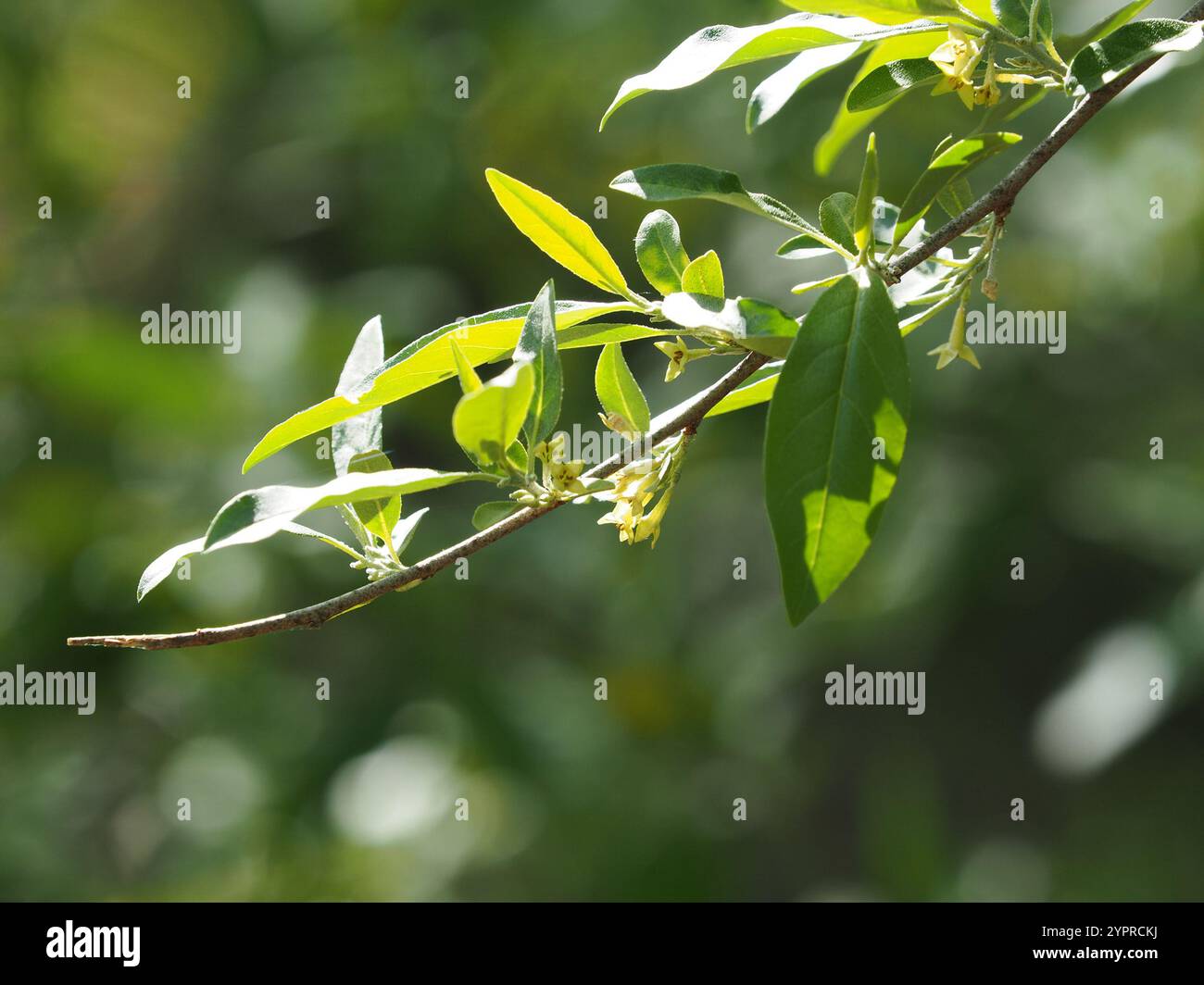 autumn olive (Elaeagnus umbellata Stock Photo - Alamy