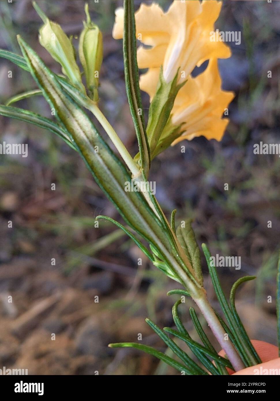 southern bush monkeyflower (Diplacus longiflorus Stock Photo - Alamy