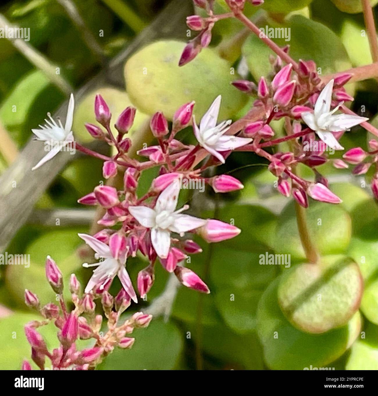 Fairy Stonecrop (Crassula multicava Stock Photo - Alamy