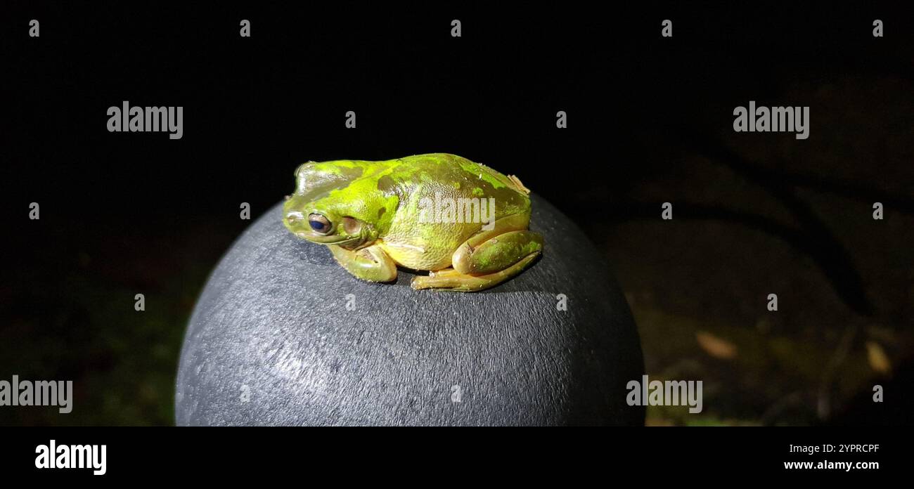 Australian Green Tree Frog (Ranoidea caerulea Stock Photo - Alamy