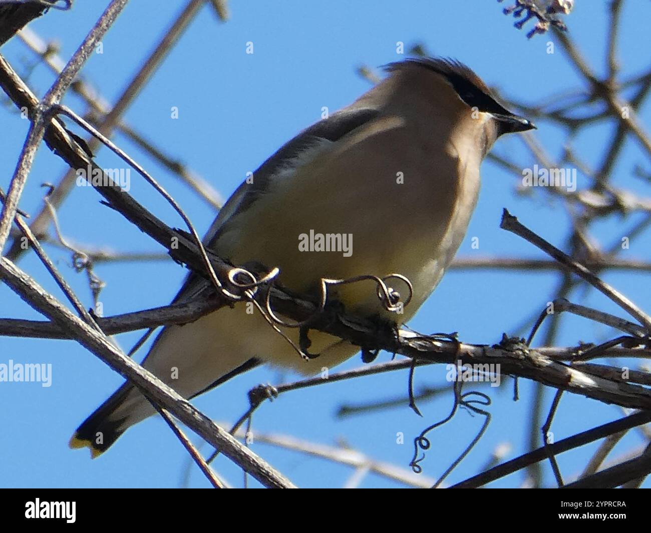 Cedar Waxwing (Bombycilla cedrorum Stock Photo - Alamy