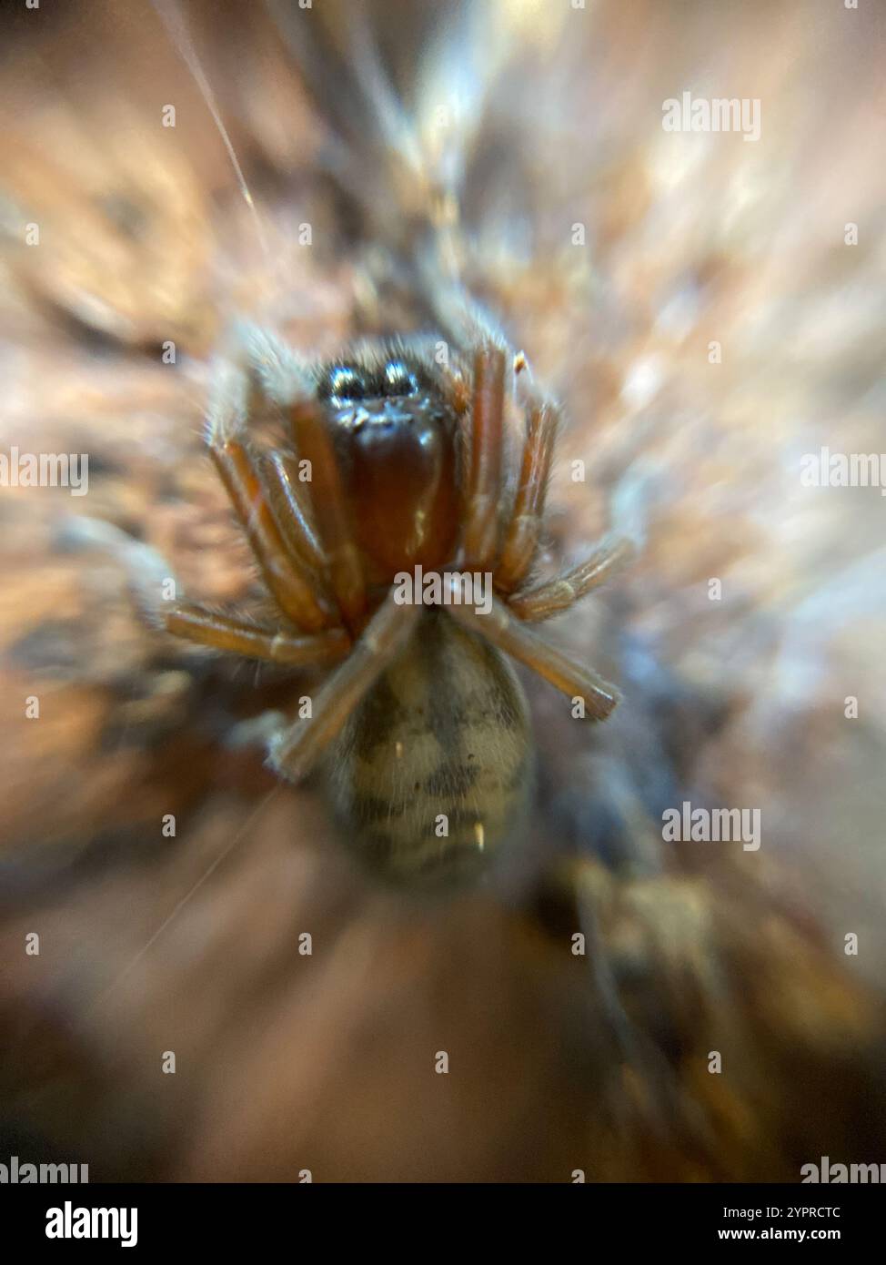 Claustrarius hi-res stock photography and images - Alamy