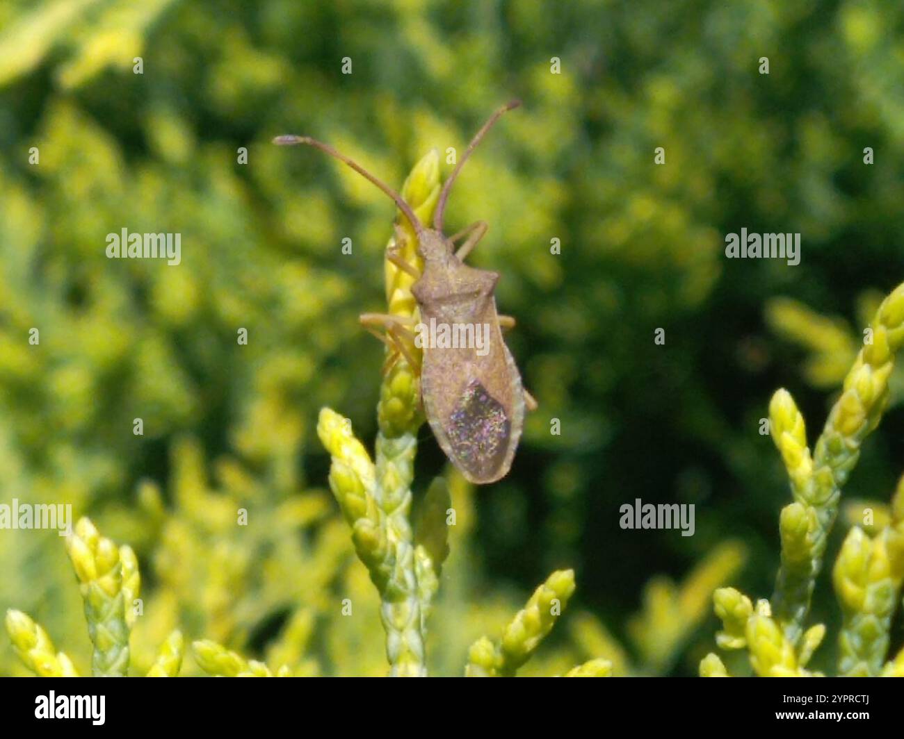 Box Bug (Gonocerus acuteangulatus Stock Photo - Alamy
