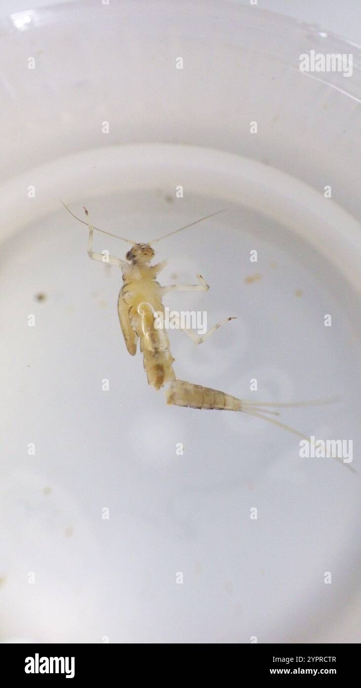 Small Mayflies (Baetidae Stock Photo - Alamy