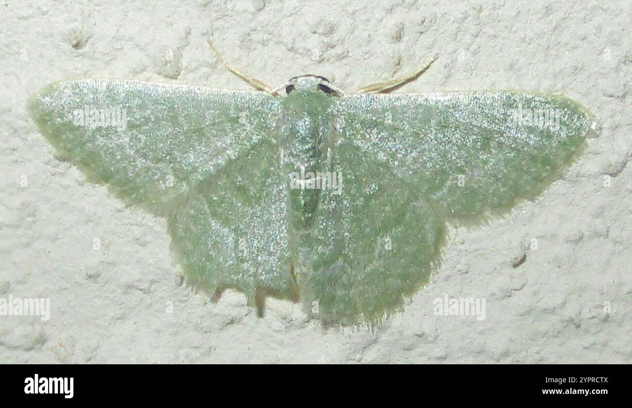 Geometer Moths (Geometridae Stock Photo - Alamy