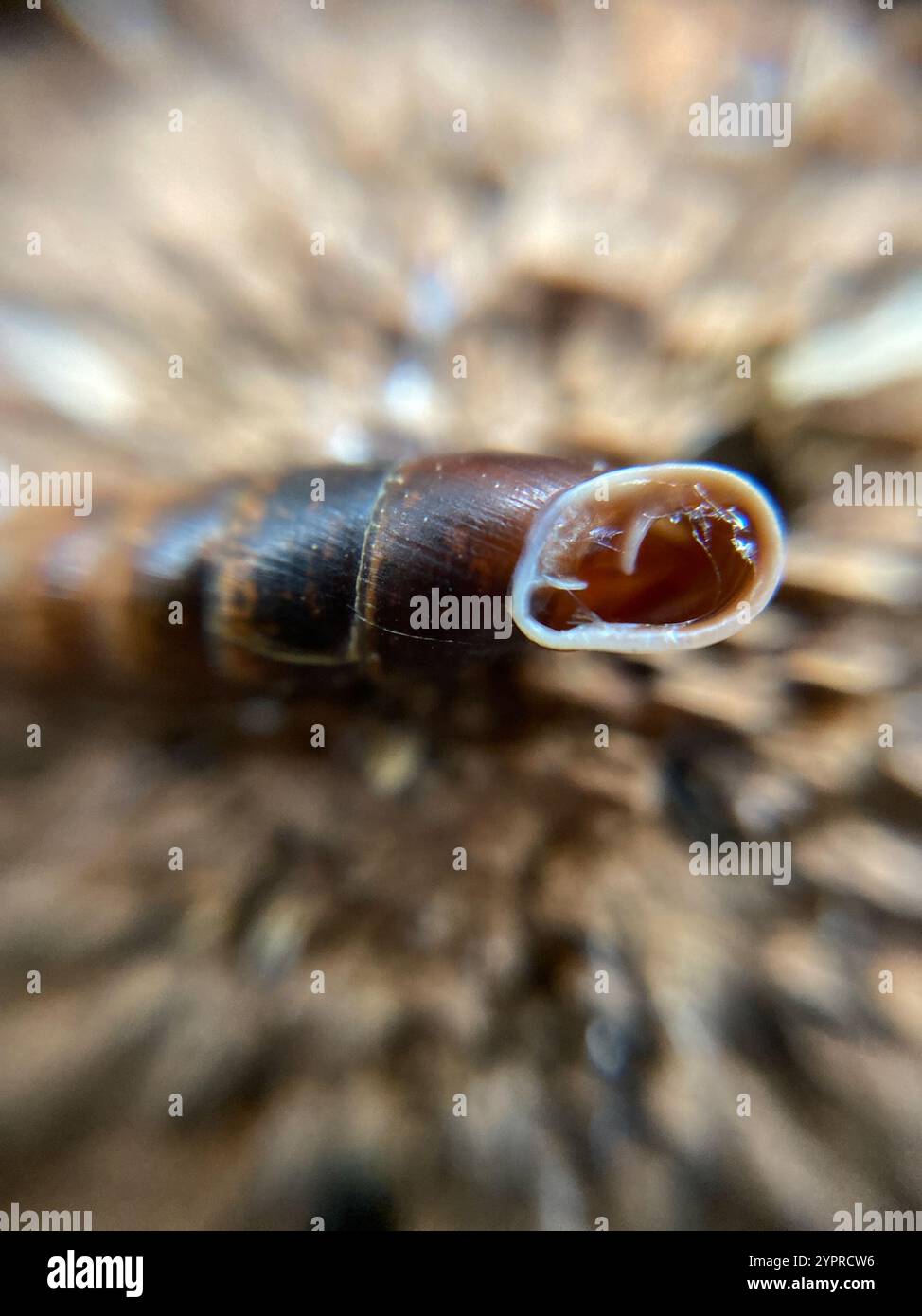 Plaited Door-snail (Cochlodina laminata Stock Photo - Alamy
