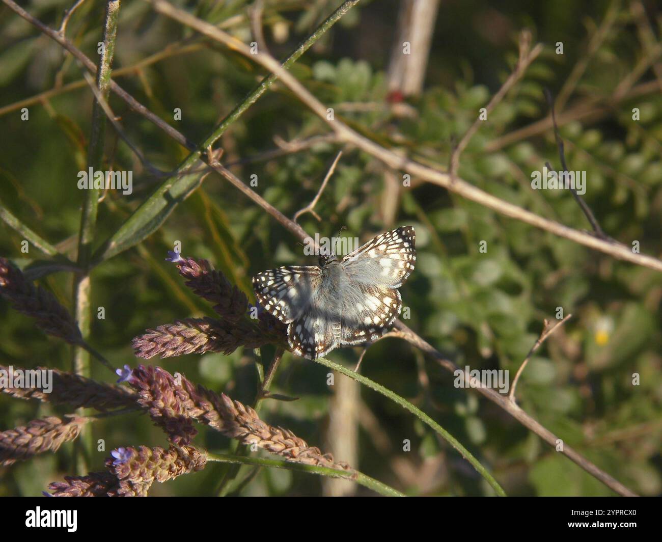 Orcus Checkered-Skipper (Burnsius orcus Stock Photo - Alamy