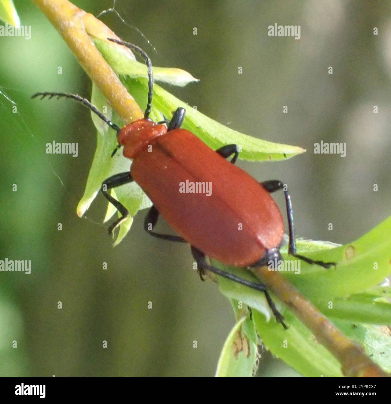 Common Cardinal Beetle (Pyrochroa serraticornis Stock Photo - Alamy