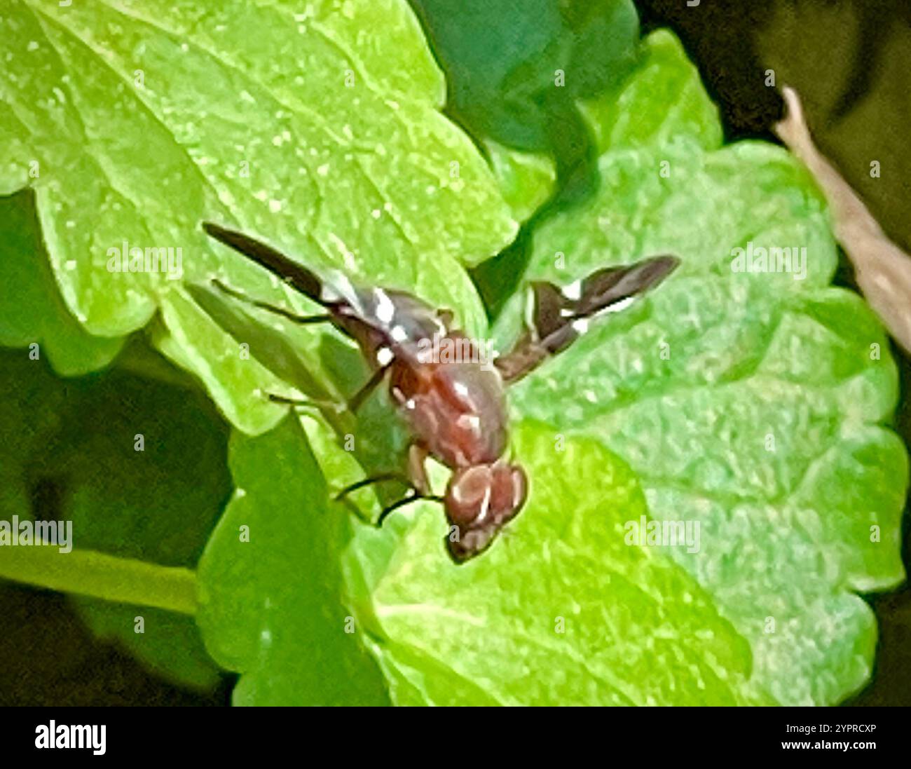 Common Picture-winged Fly (Delphinia picta Stock Photo - Alamy