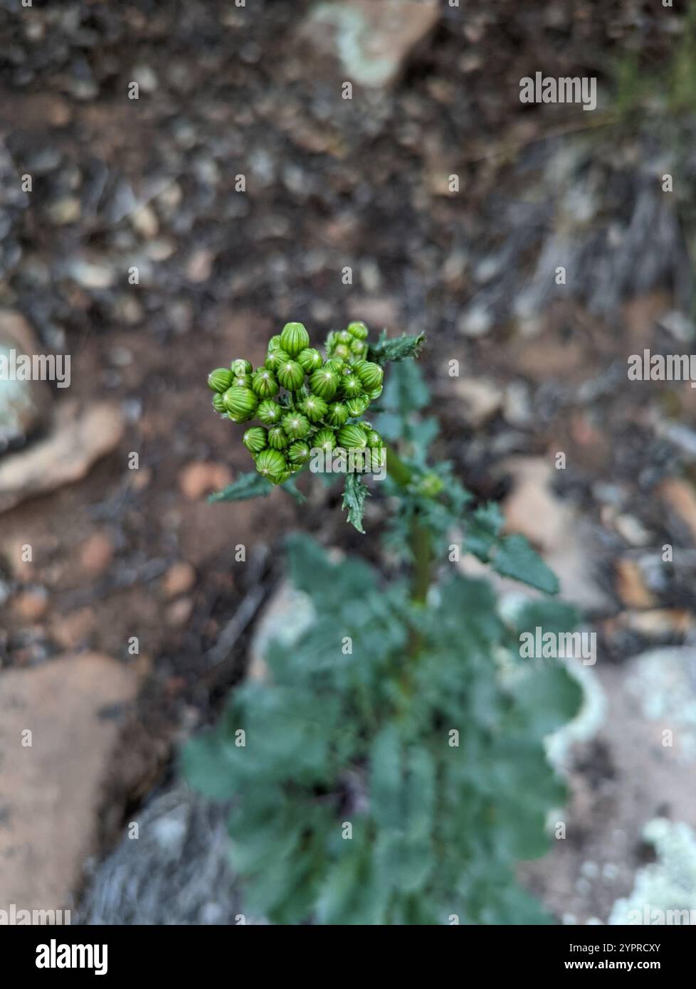 Packera multilobata hi-res stock photography and images - Alamy