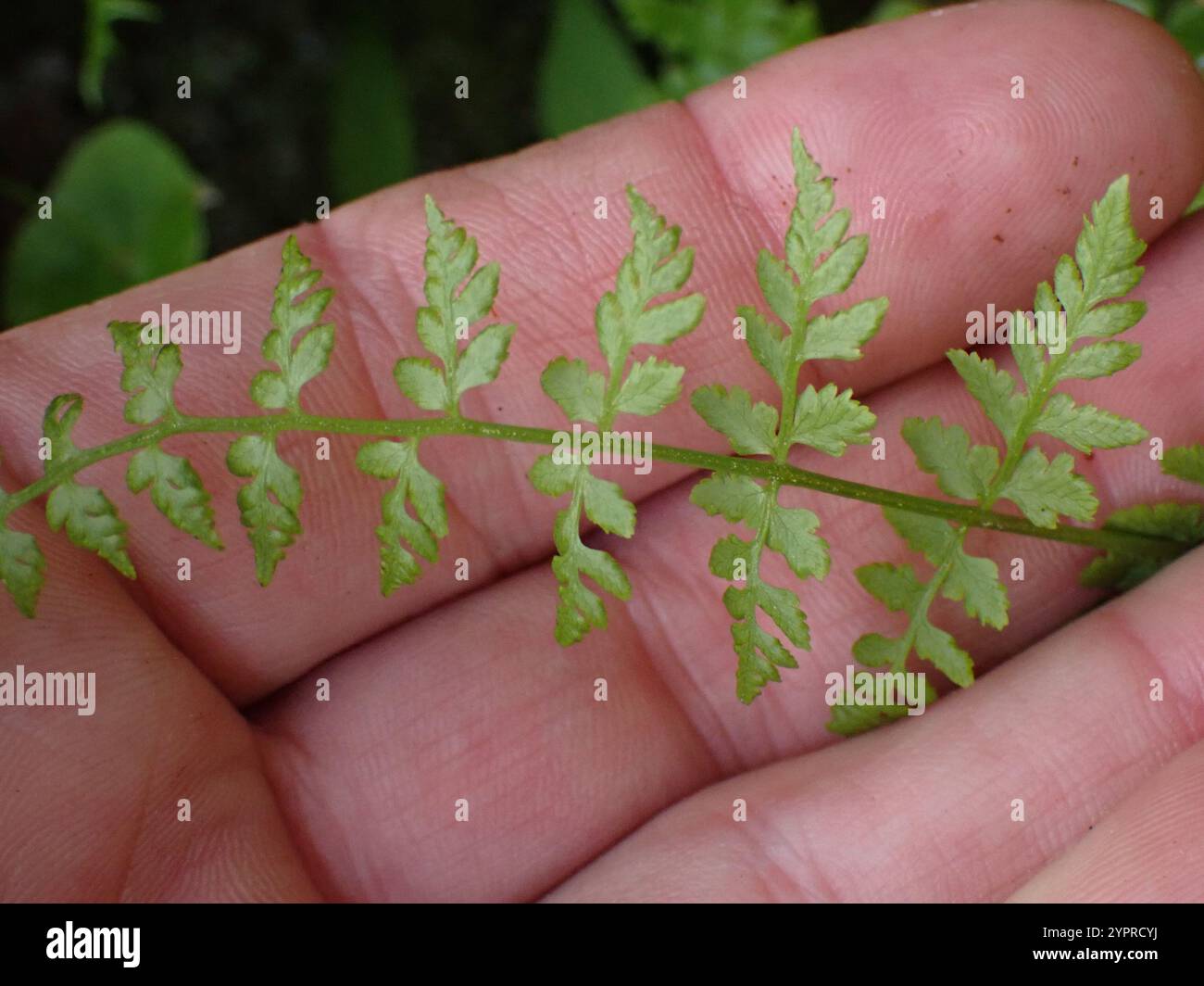 brittle bladderfern (Cystopteris fragilis Stock Photo - Alamy