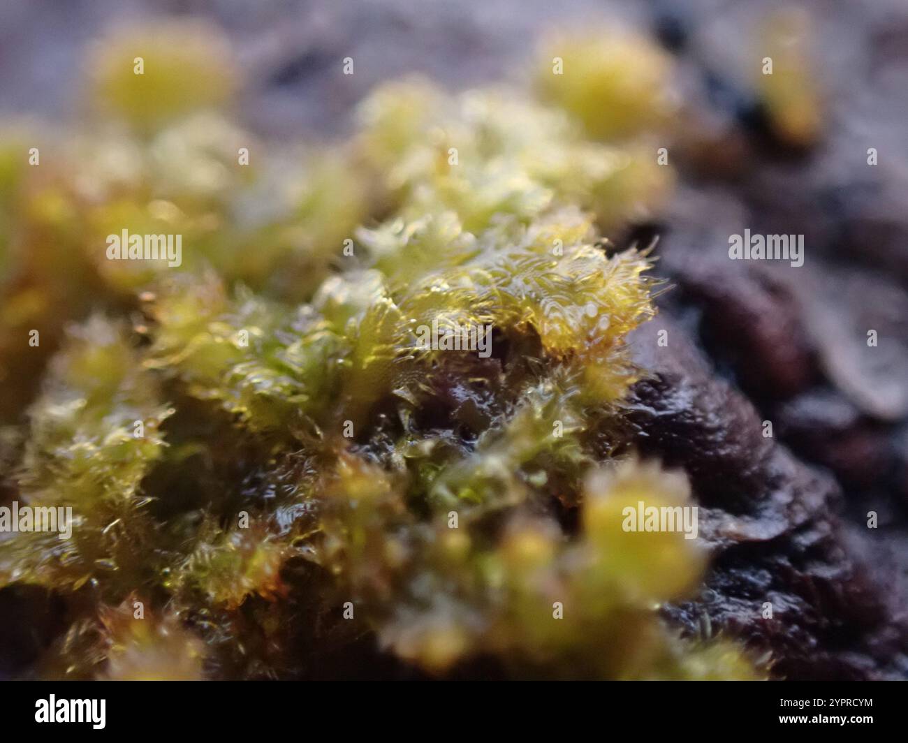 Tree Fringewort (Ptilidium pulcherrimum Stock Photo - Alamy