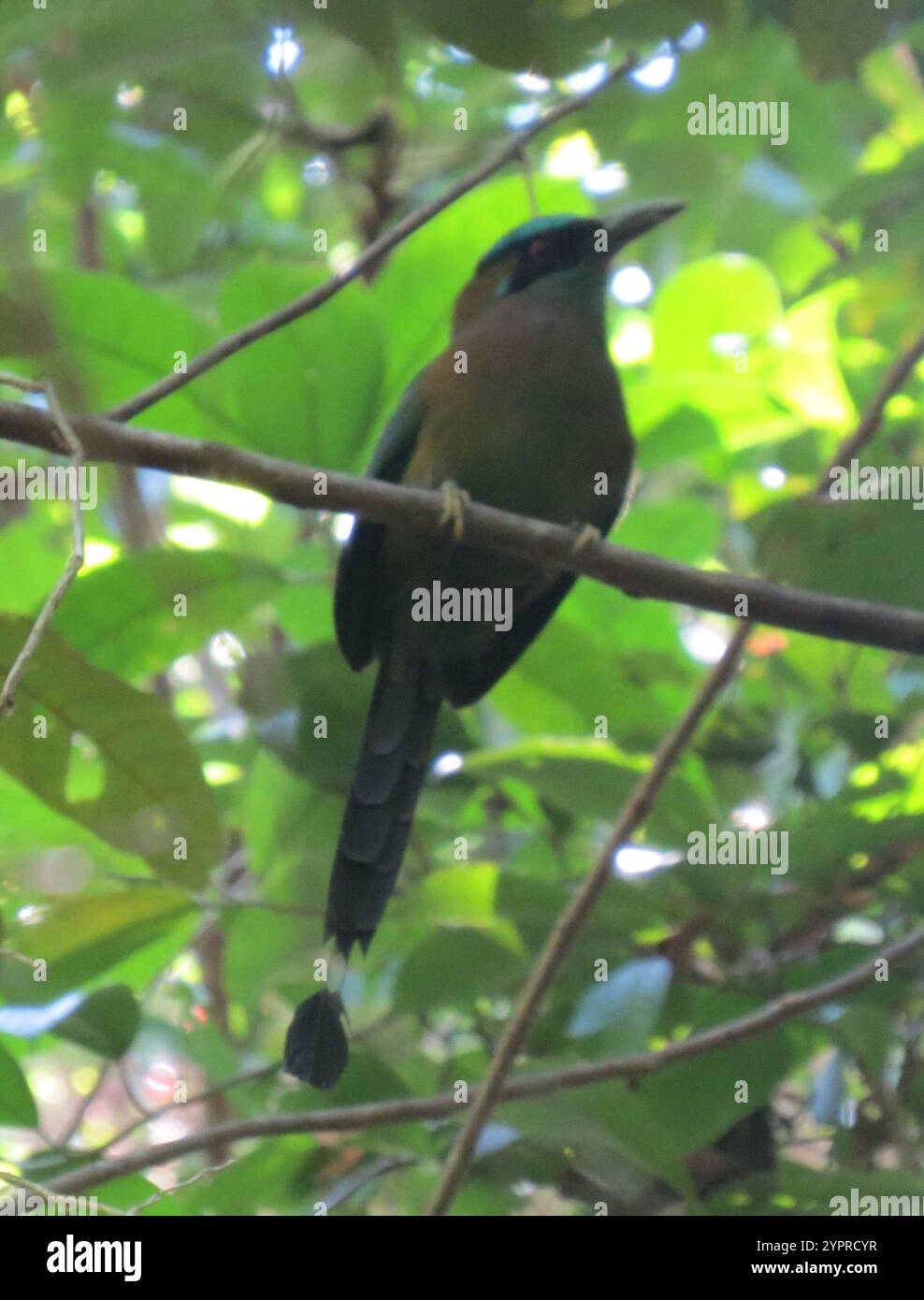 Lesson's Motmot (Momotus lessonii Stock Photo - Alamy