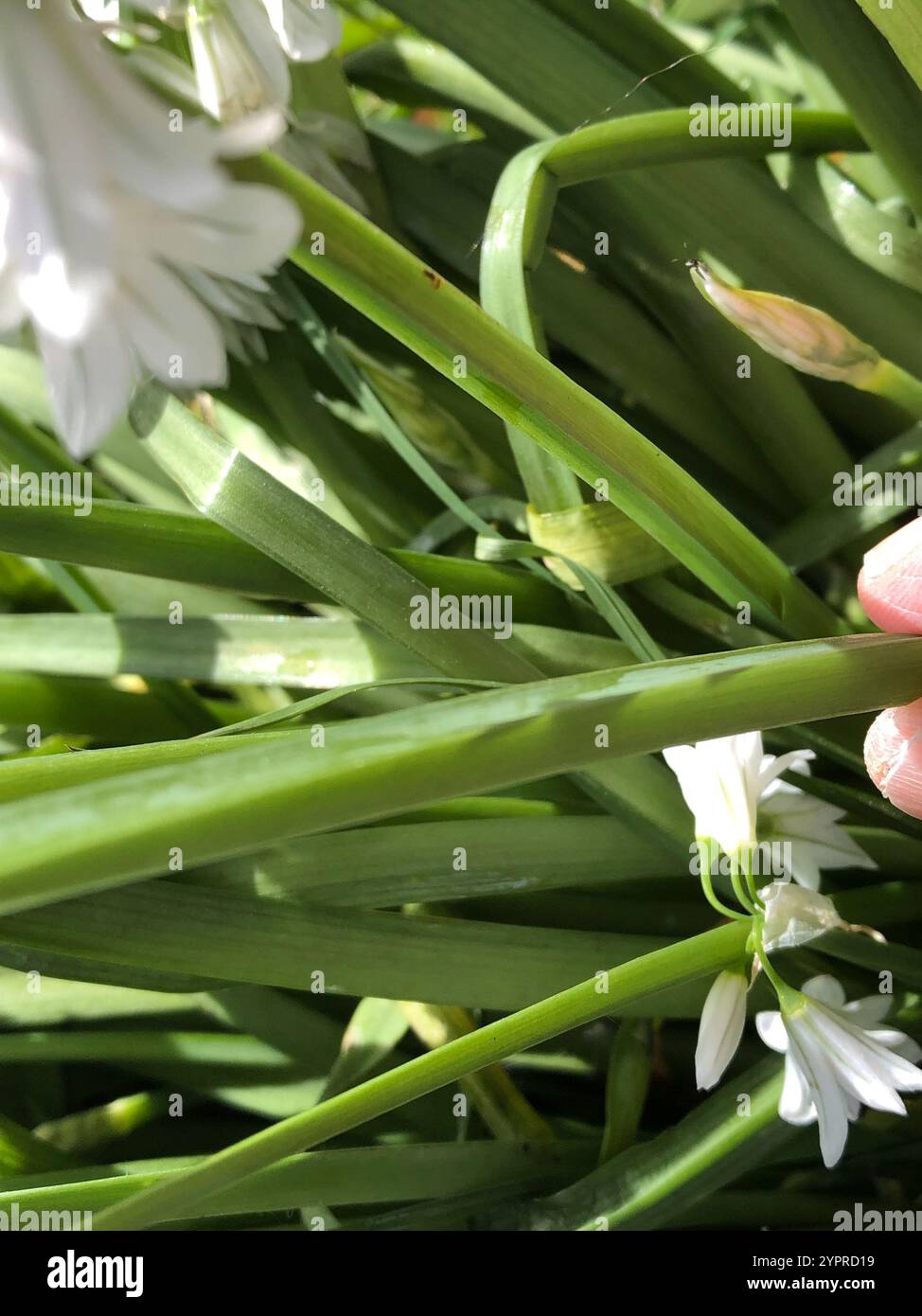 Three-cornered garlic (Allium triquetrum Stock Photo - Alamy
