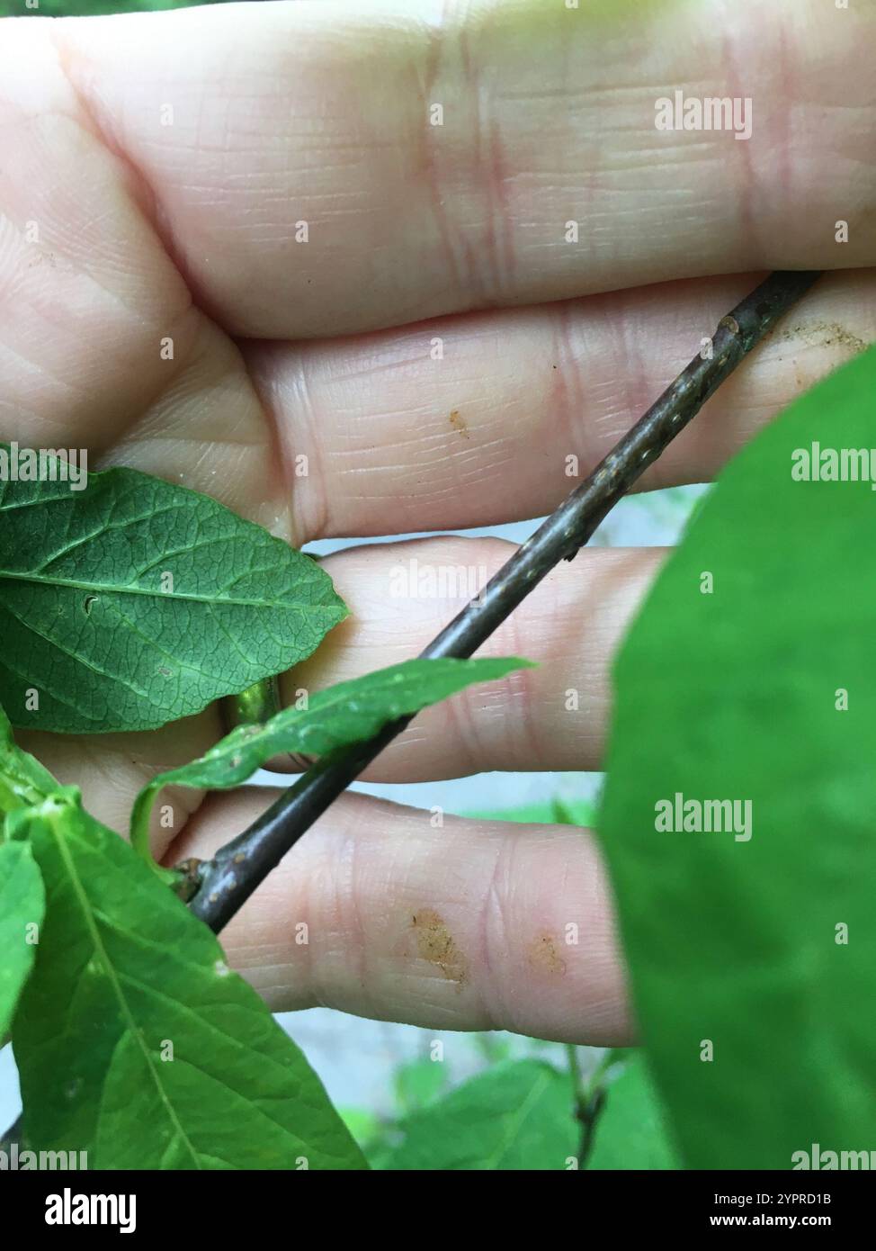 Osoberry (Oemleria cerasiformis Stock Photo - Alamy