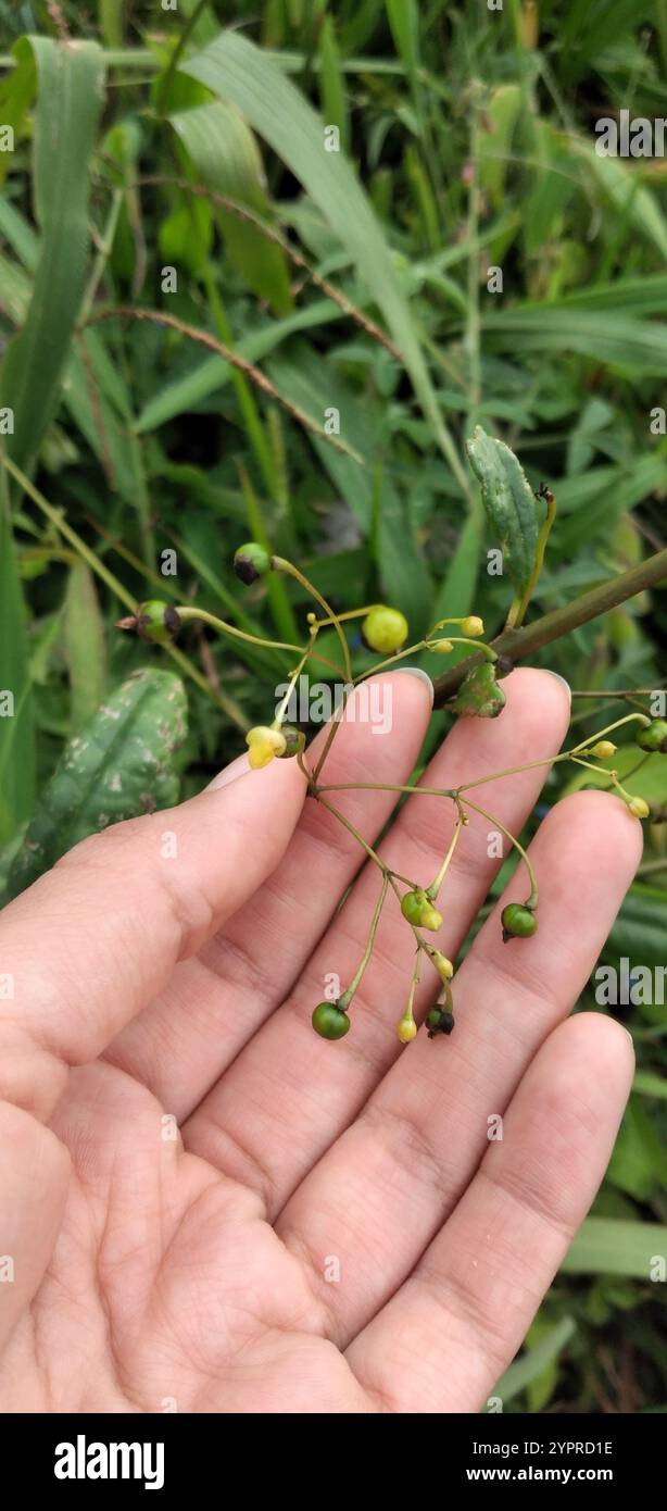 Jewels of Opar (Talinum paniculatum Stock Photo - Alamy