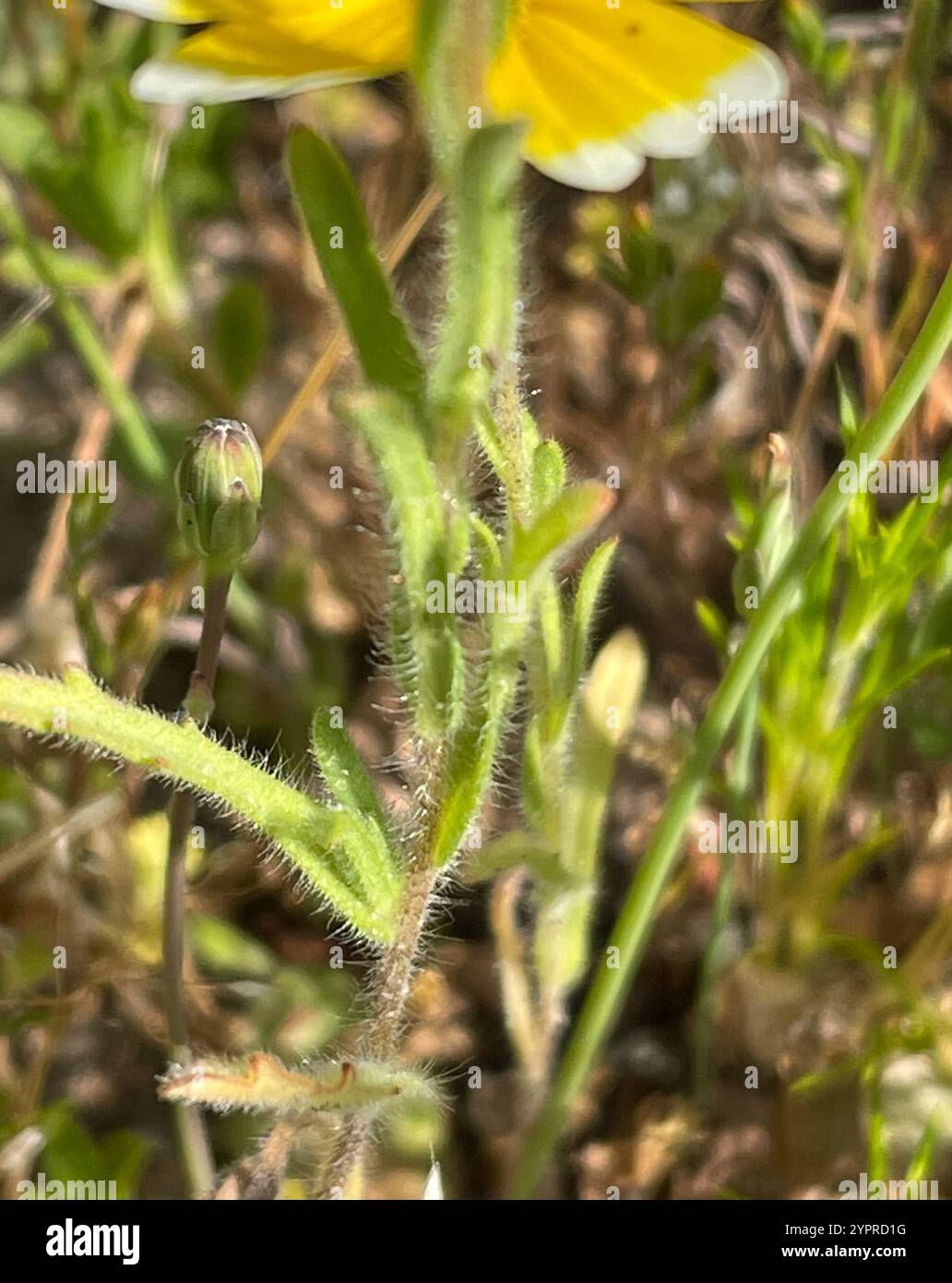 tidy tips (Layia platyglossa Stock Photo - Alamy