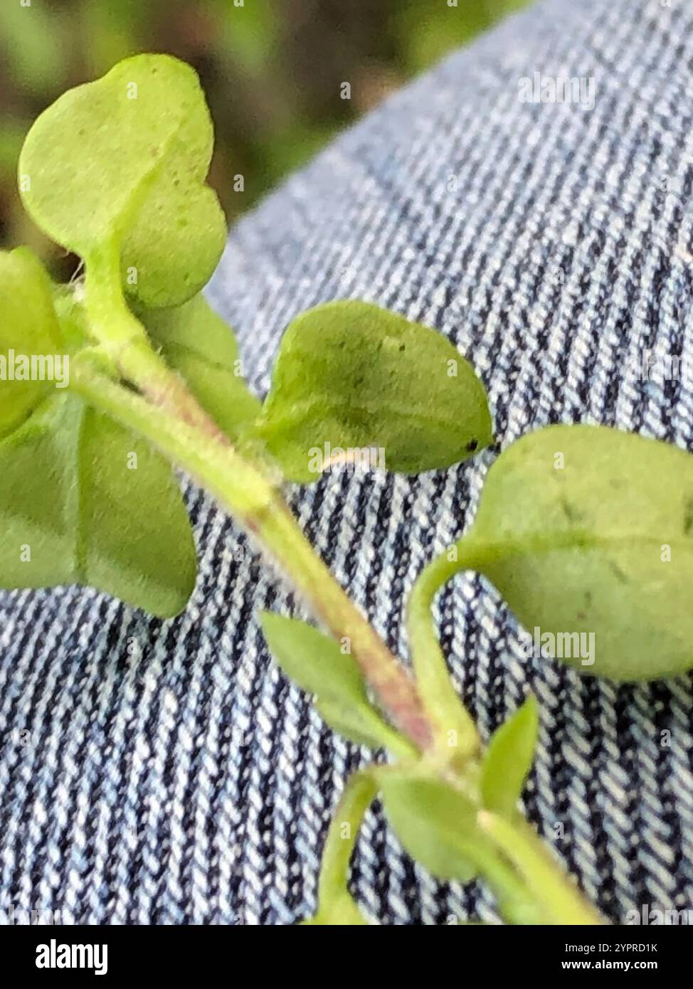 common chickweed (Stellaria media Stock Photo - Alamy