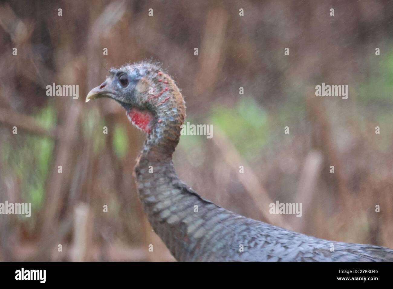 Wild Turkey (Meleagris gallopavo Stock Photo - Alamy
