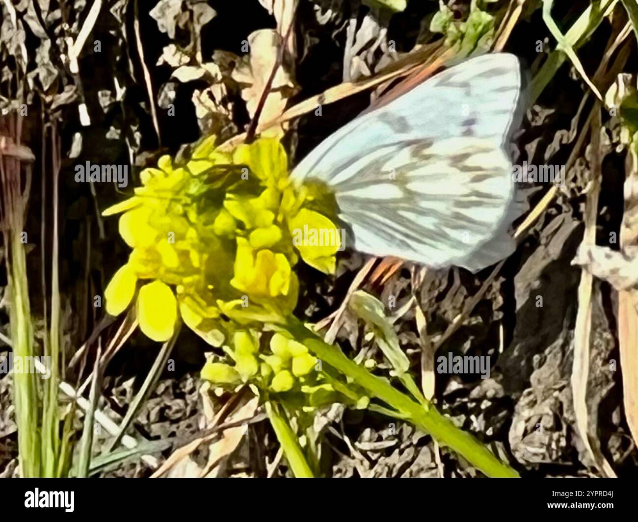 Checkered White (Pontia protodice Stock Photo - Alamy
