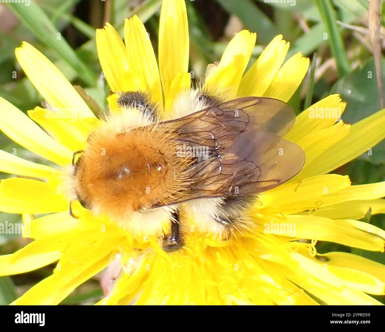 Common Carder Bumble Bee (Bombus pascuorum Stock Photo - Alamy