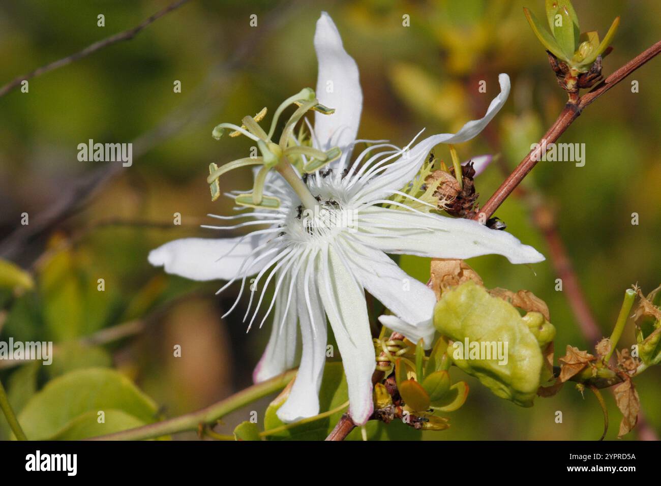 Passiflora pectinata hi-res stock photography and images - Alamy
