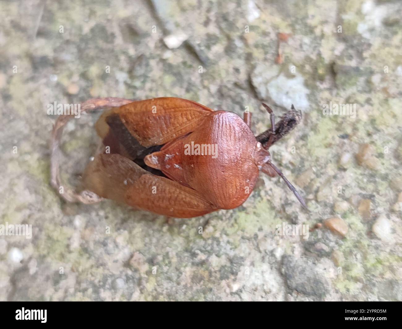 Lychee Stink Bug (Tessaratoma papillosa Stock Photo - Alamy