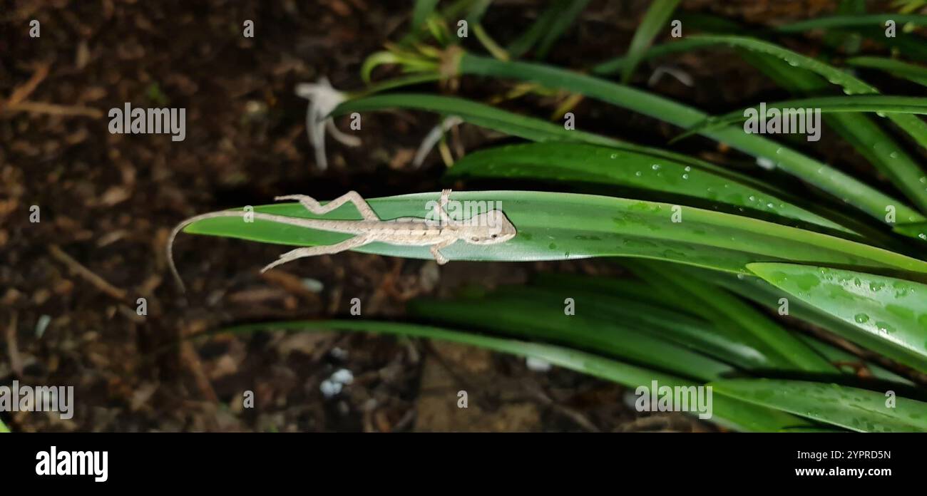 Northern Water Dragon (Tropicagama temporalis Stock Photo - Alamy