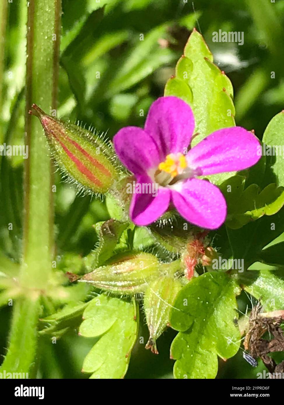 Little-Robin (Geranium purpureum Stock Photo - Alamy