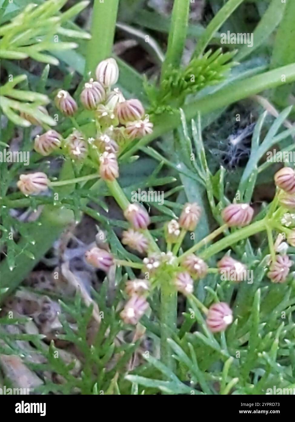 Marsh parsley (Cyclospermum leptophyllum Stock Photo - Alamy