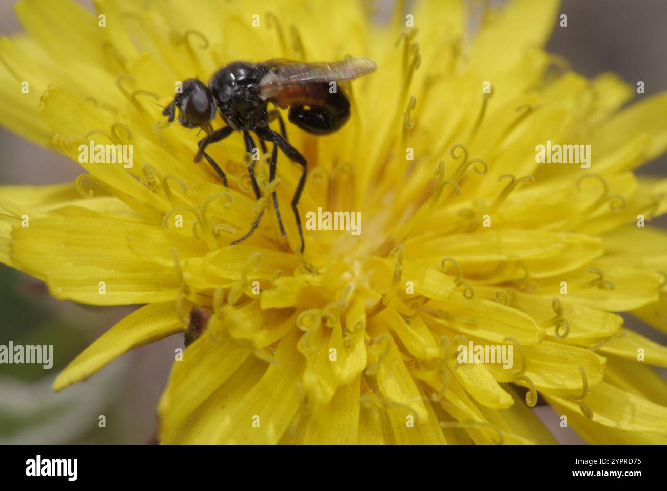 Thick-headed Flies (Conopidae Stock Photo - Alamy