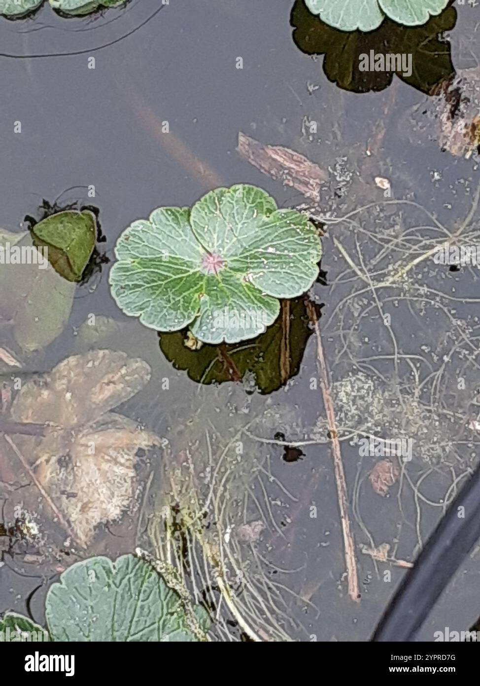 floating marsh pennywort (Hydrocotyle ranunculoides Stock Photo - Alamy