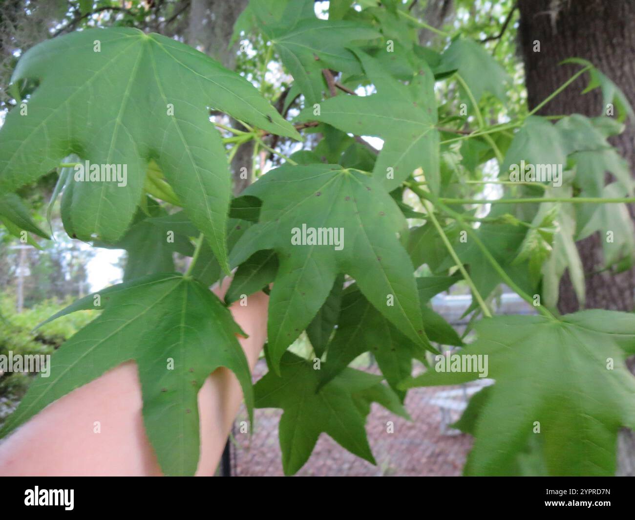 American sweetgum (Liquidambar styraciflua Stock Photo - Alamy