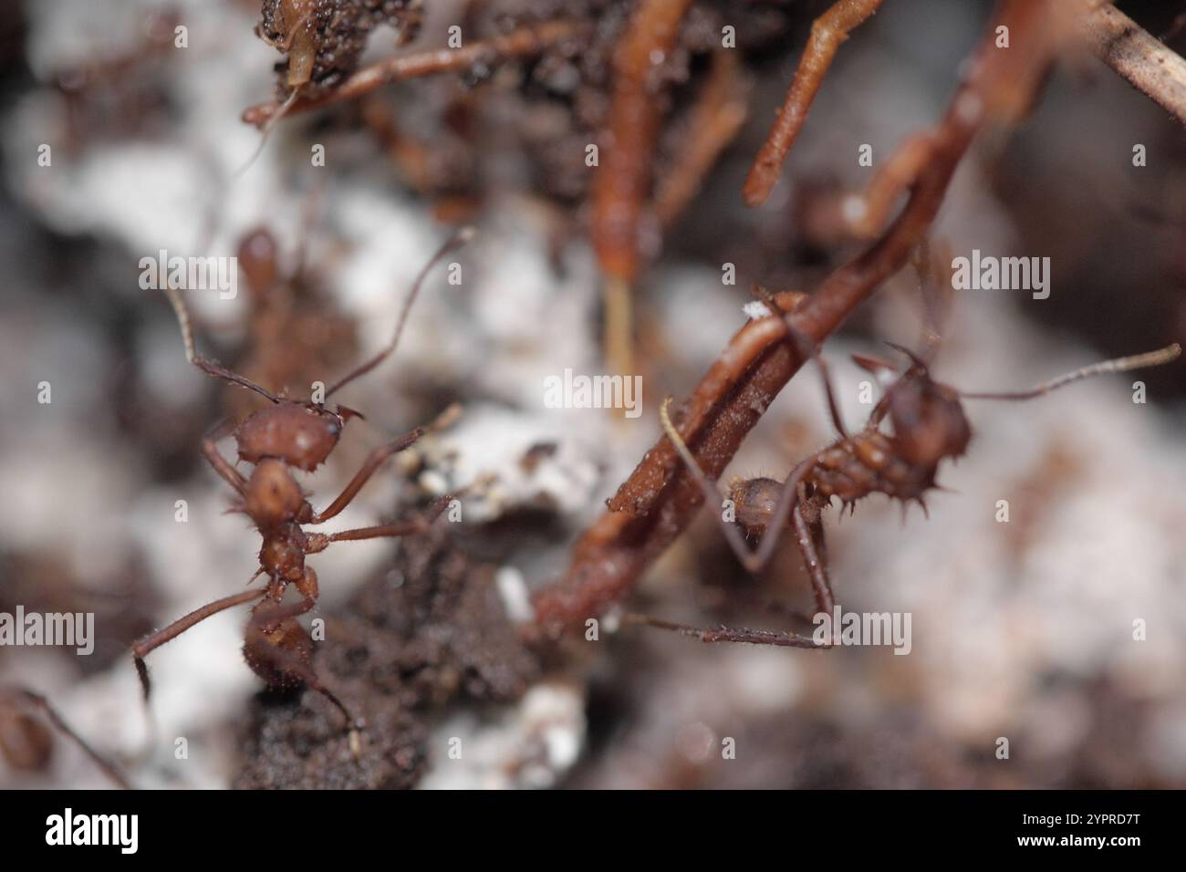 Fungus-growing Ants (Attina Stock Photo - Alamy