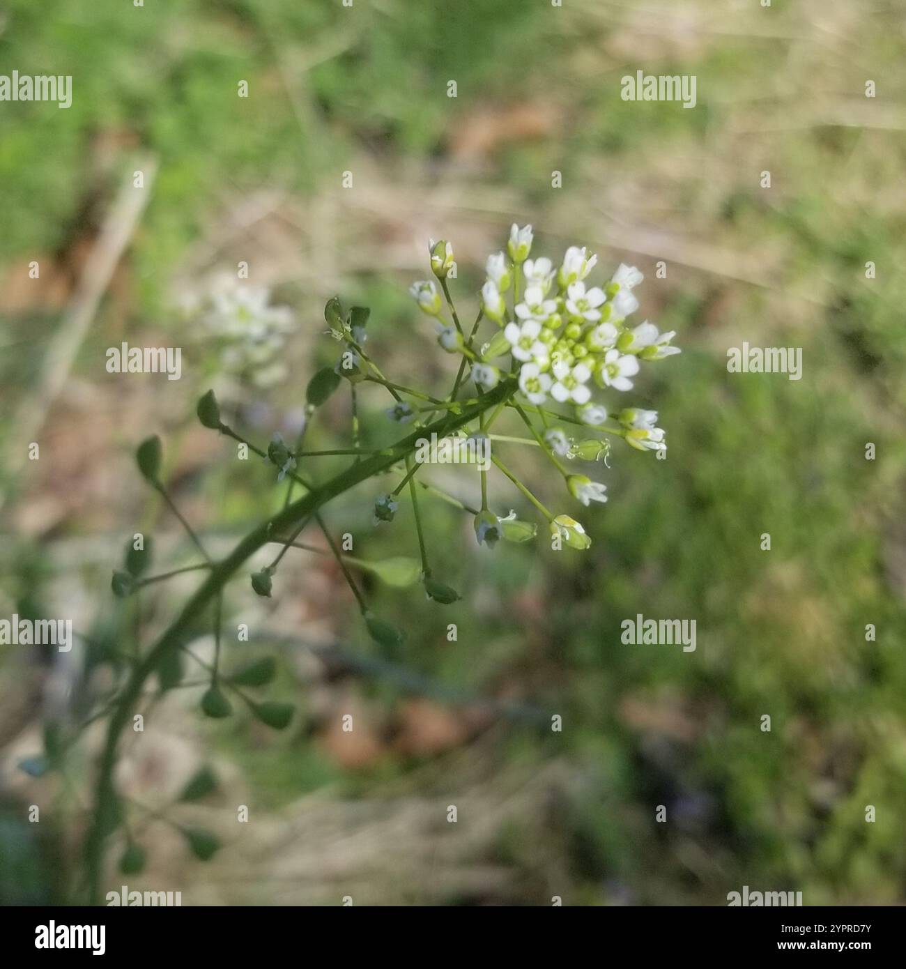 garlic penny-cress (Mummenhoffia alliacea Stock Photo - Alamy