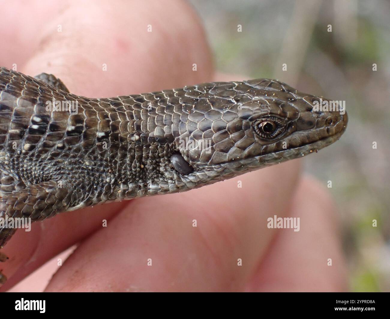 Northern Alligator Lizard (Elgaria coerulea Stock Photo - Alamy