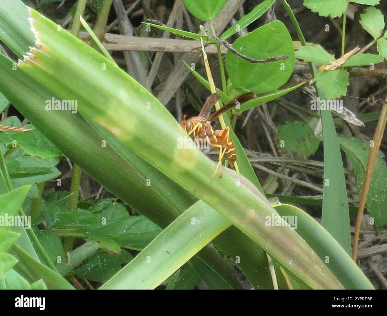 Southern Paper Wasp (Polistes bellicosus Stock Photo - Alamy
