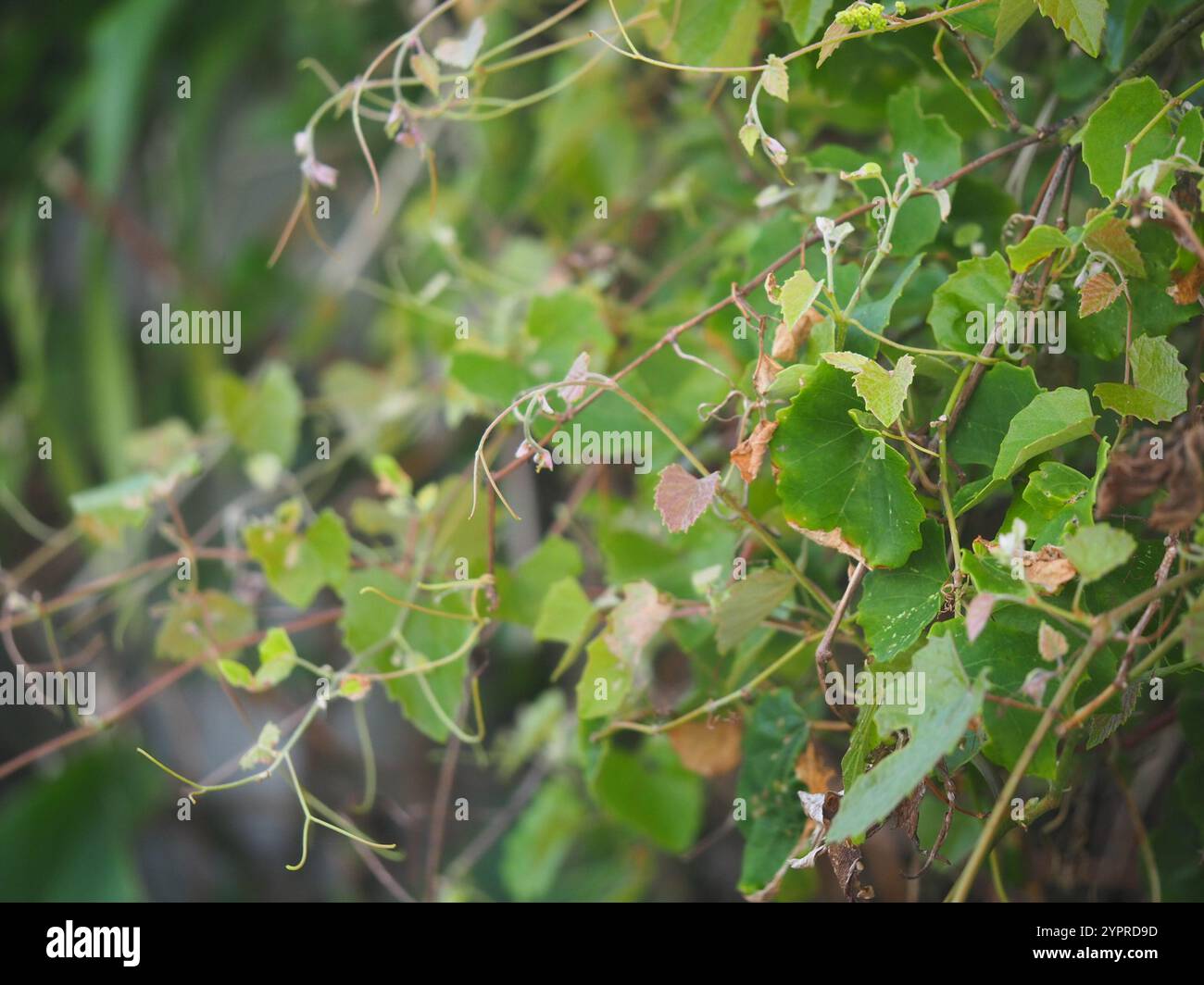 grape family (Vitaceae Stock Photo - Alamy