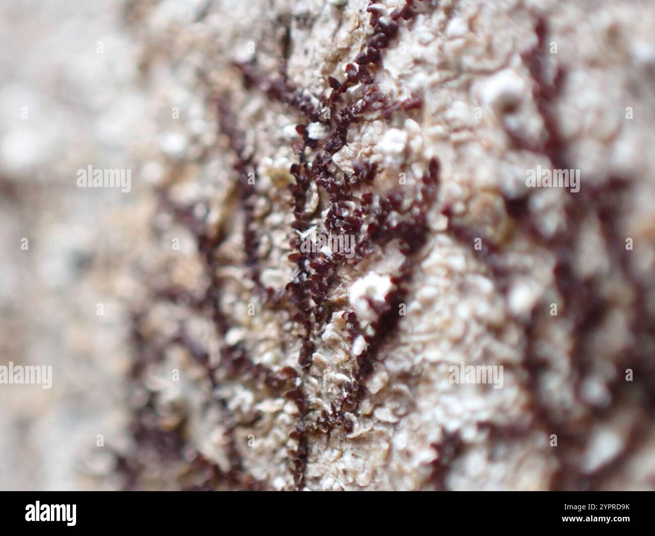 Hairy Scalewort (Frullania bolanderi Stock Photo - Alamy