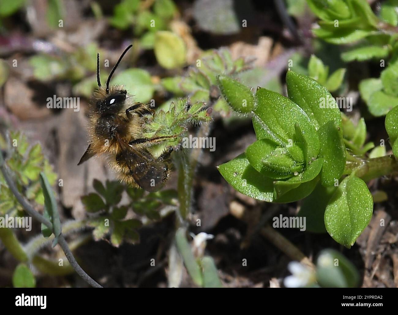 Taurus Mason Bee (Osmia taurus Stock Photo - Alamy