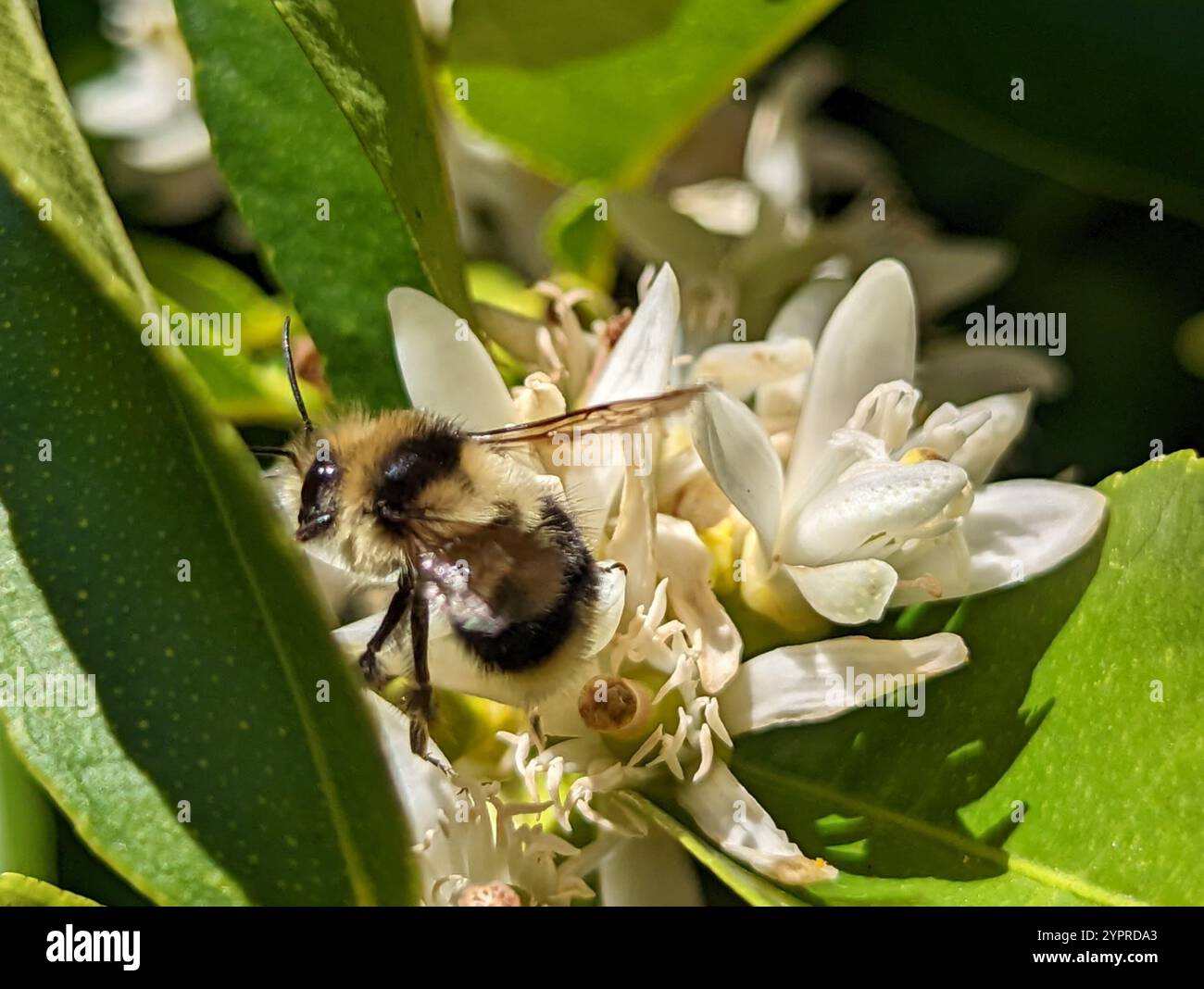 Bumble Bees (Bombus Stock Photo - Alamy