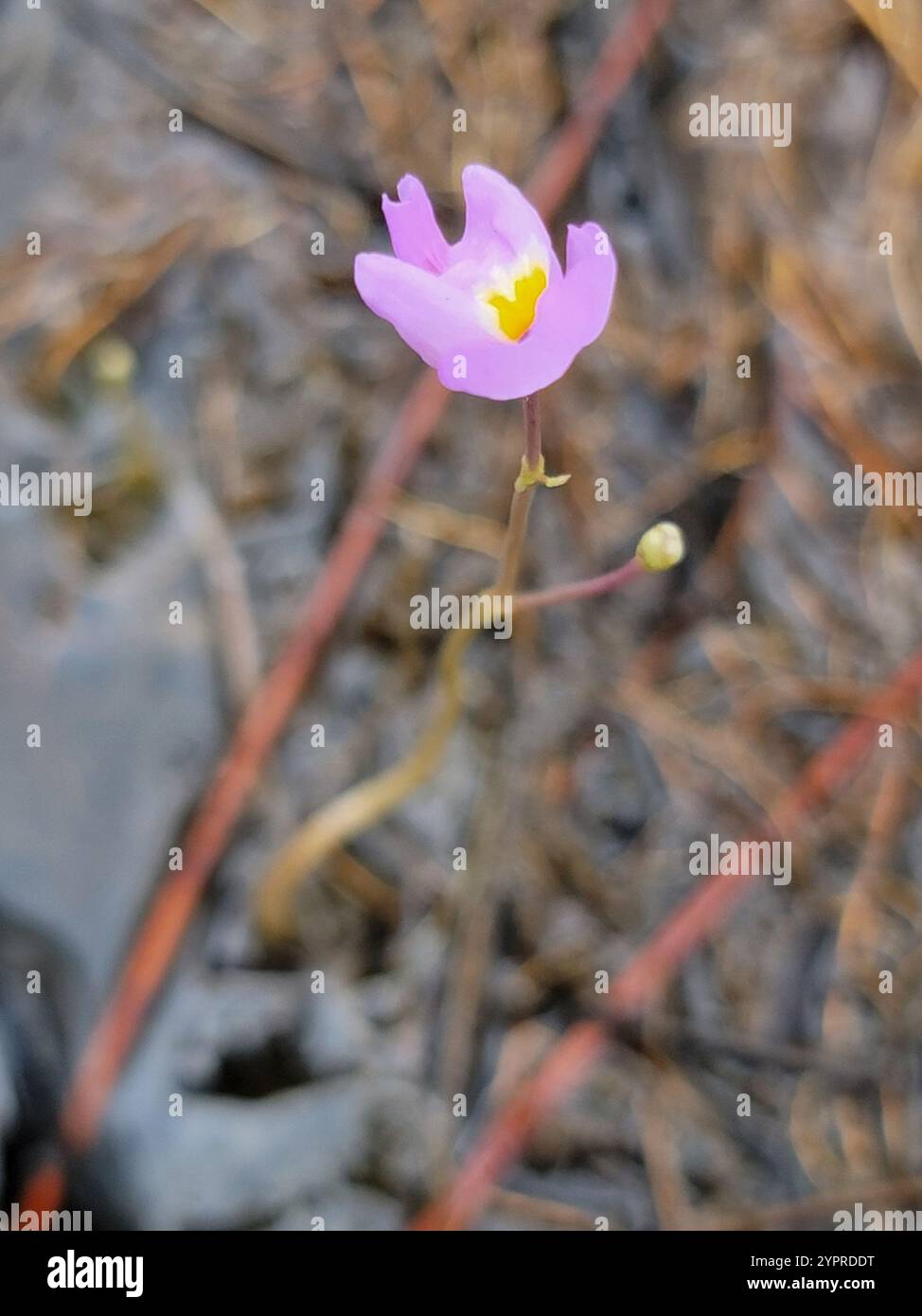 Purple Bladderwort (Utricularia purpurea Stock Photo - Alamy
