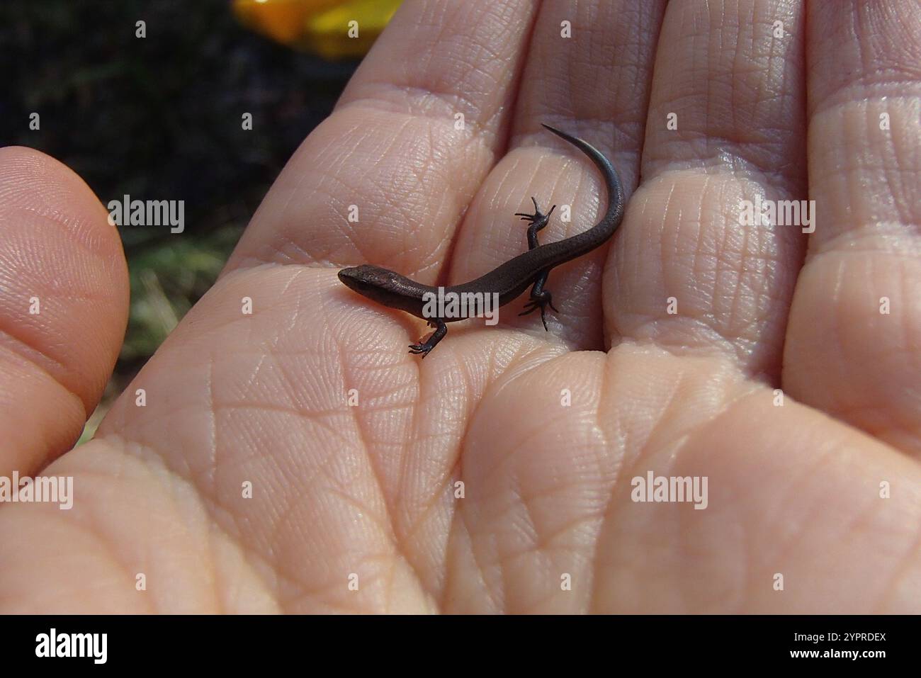 Dark-flecked Garden Sunskink (Lampropholis delicata Stock Photo - Alamy