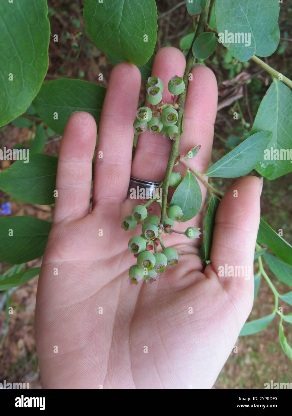 Deerberry hi-res stock photography and images - Alamy